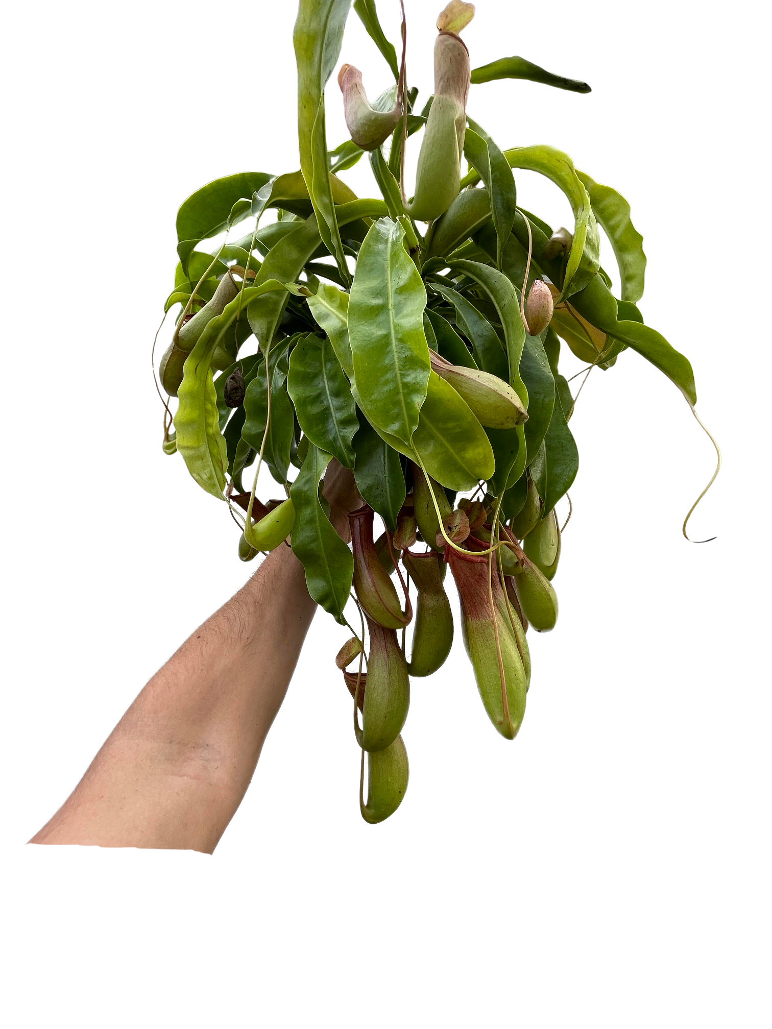 Nepenthes Alata Pitcher Plant